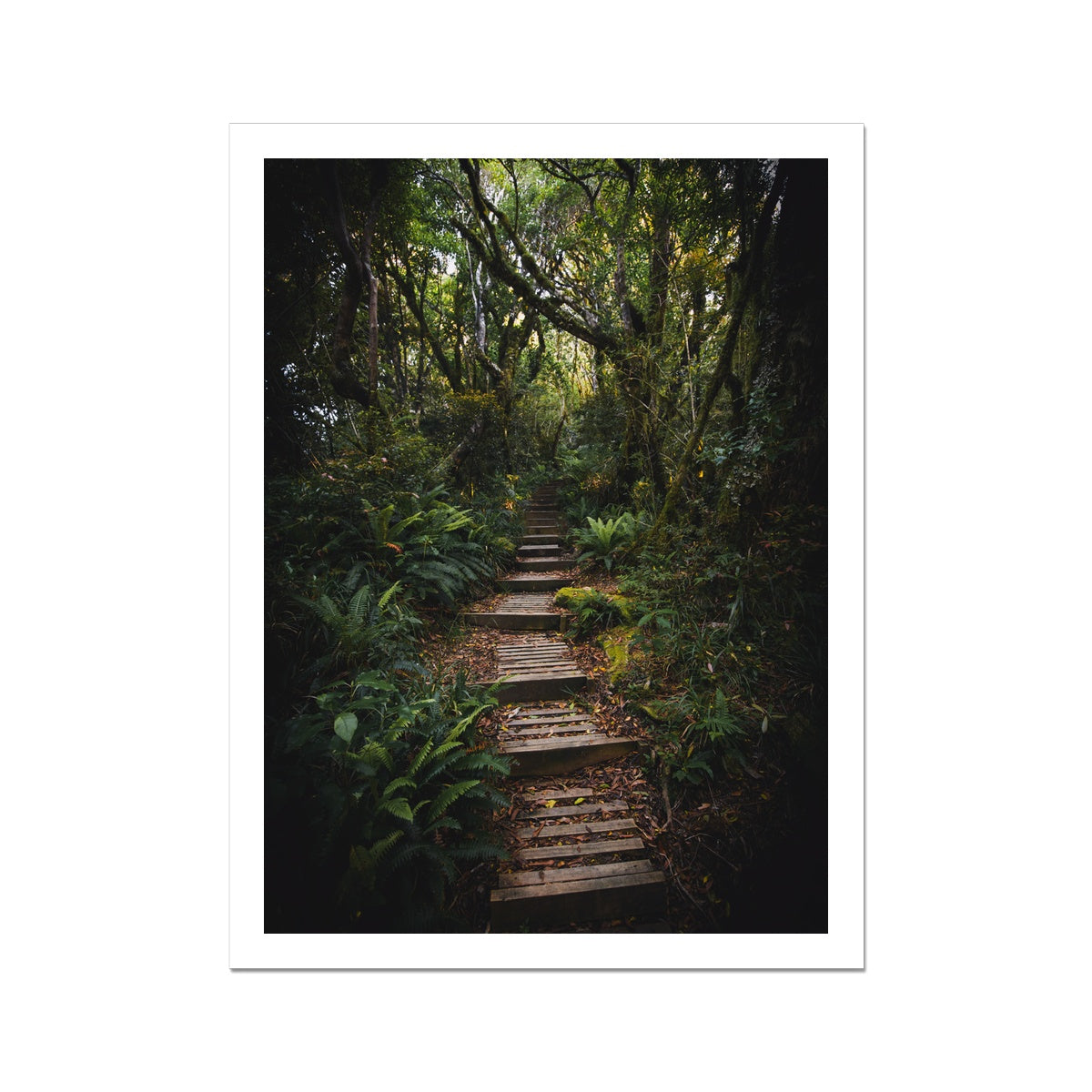 Pathway in New Zealand tropical jungle Fine Art Print – sableflow
