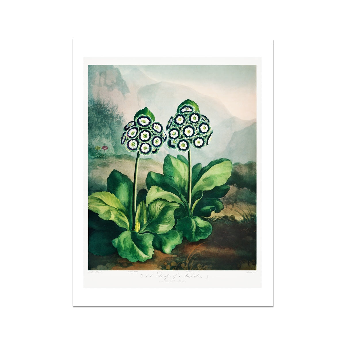 A Group of Auriculas from The Temple of Flora (1807) by Robert John Th ...