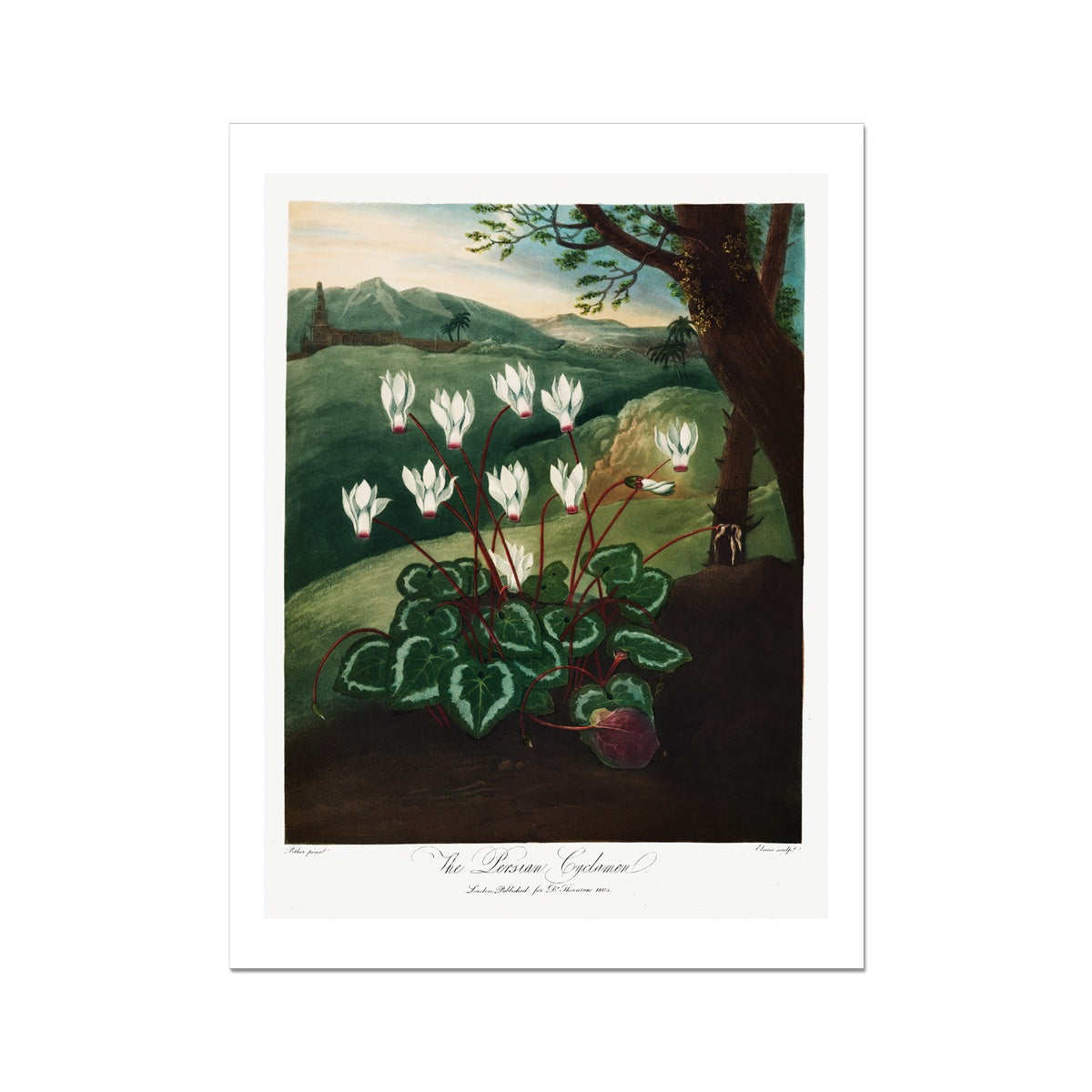 The Persian Cyclamen from The Temple of Flora (1807) by Robert John Th ...