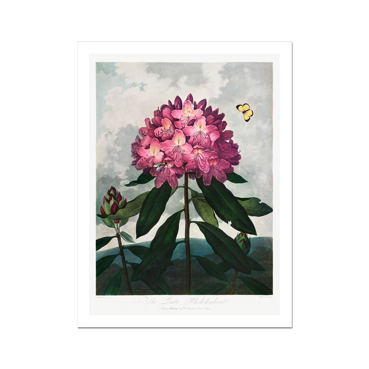 The Pontic Rhododendron from The Temple of Flora (1807) by Robert John ...